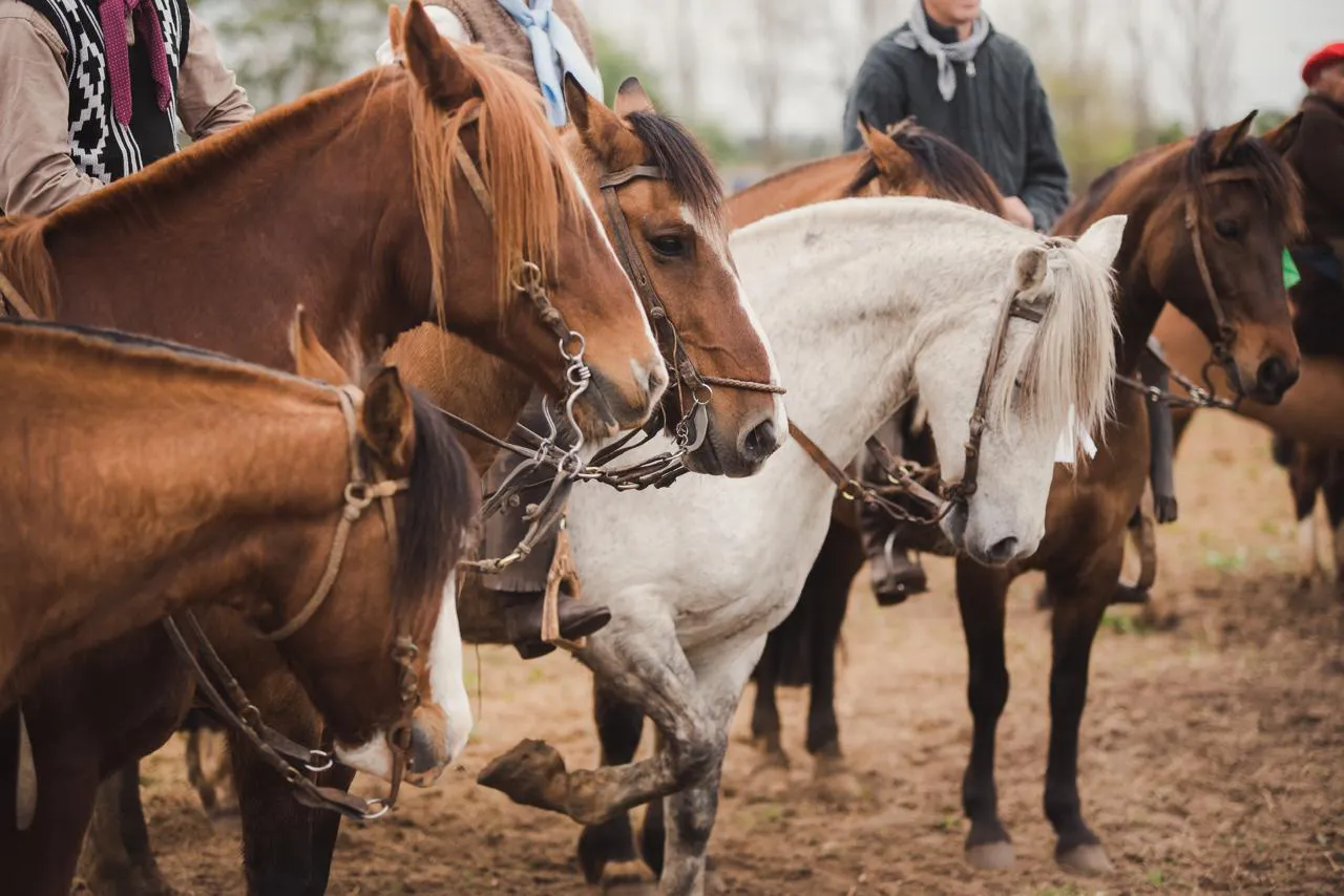 Caballos criollos y Banda Militar de Concepción del Uruguay, atractivos ...